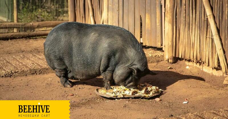 Виетнамските прасенца станаха популярни любимци