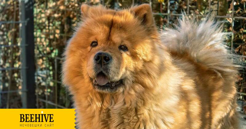 Чау-чау - описание, особености, характер, грижи