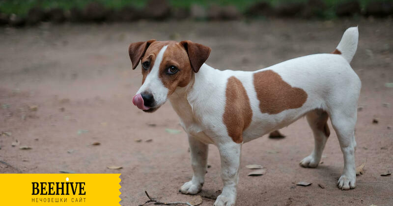 Джак Ръсел териер - описание, характеристики и грижи