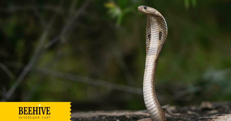 Индийска кобра - начин на живот и местообитание