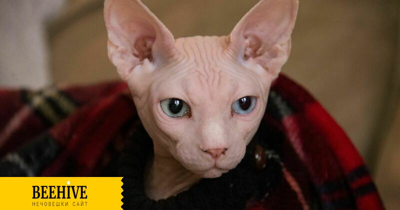 Донски Сфинкс - описание, характеристики и грижи за породата