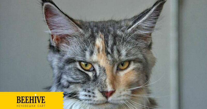 Мейн Кун - описание, характеристики и грижи за породата