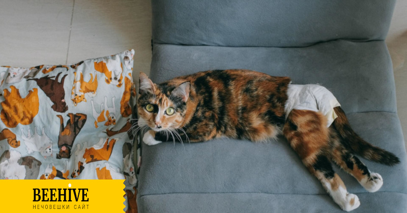 Хелминти (глисти) при котки - симптоми, лечение, профилактика