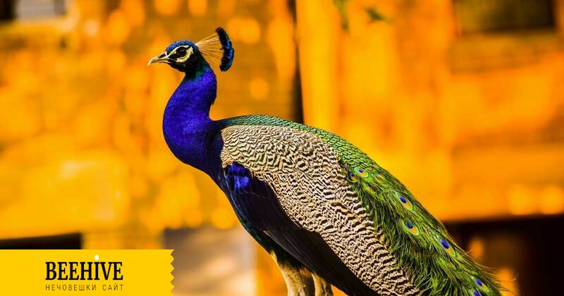 Паун - описание и характеристики