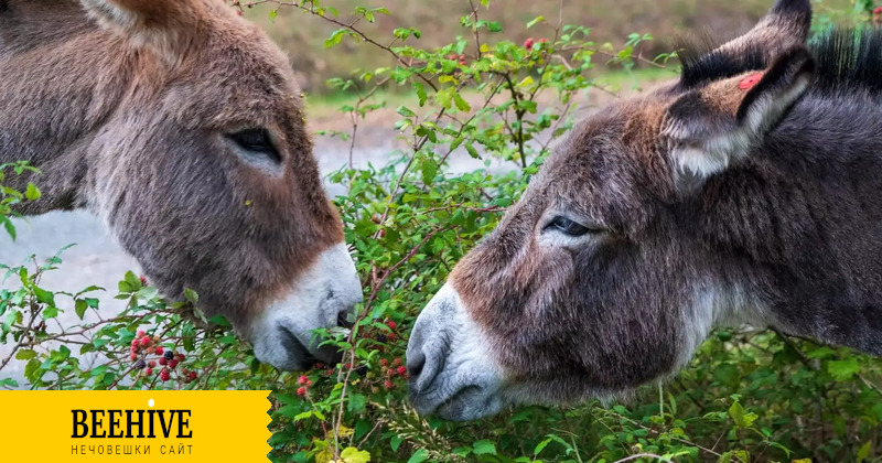 Магаре - начин на живот и местообитание на магарето