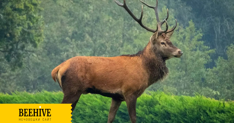Благороден елен - описание, характеристики, начин на живот и местообитание