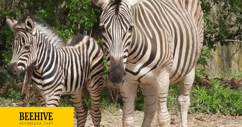 Бебе зебра се роди в Софийския зоопарк